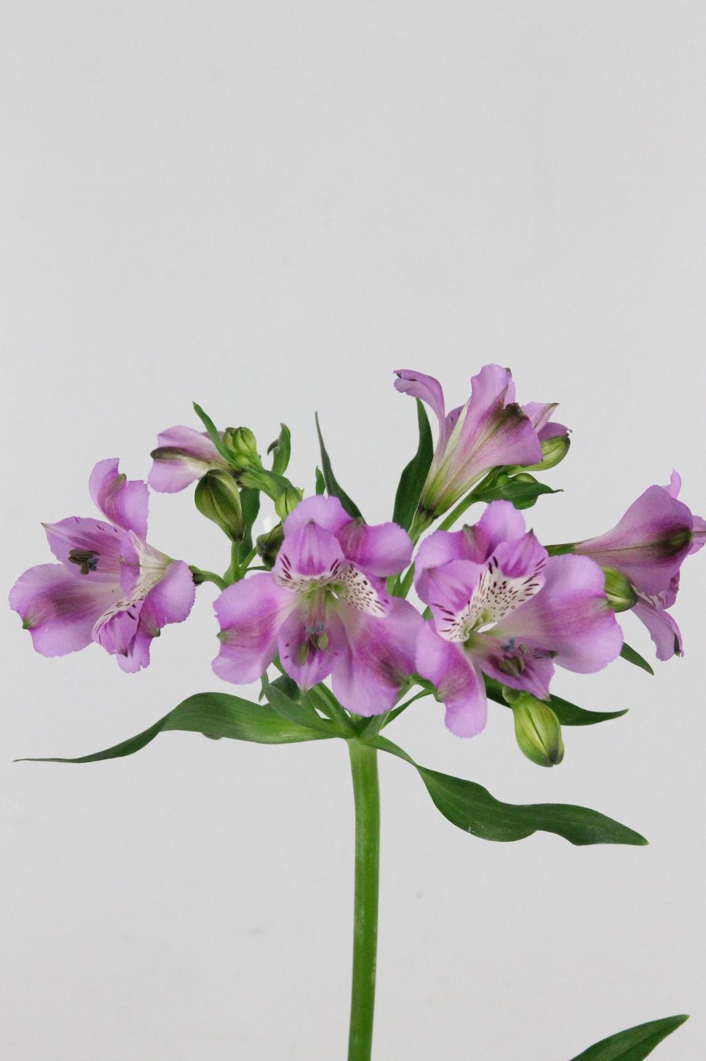 Barendsen - Alstroemeria Antaris - Blumenbörse Online